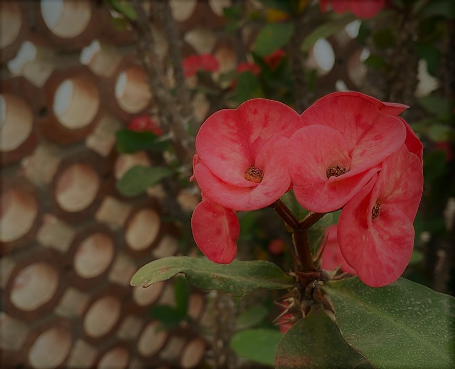 Acerca de – Casa verde